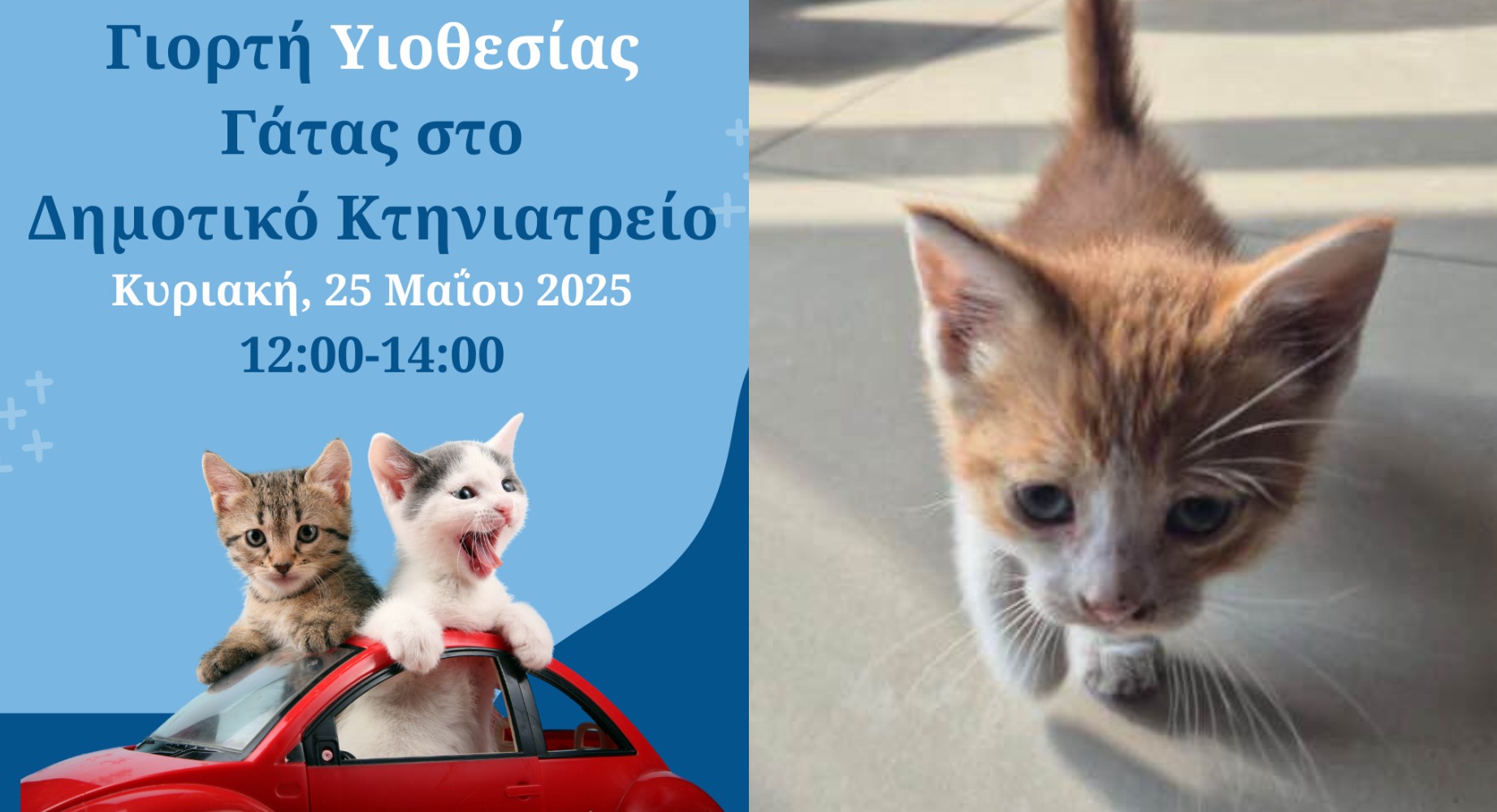 Γιορτή Υιοθεσίας Γάτας στο Δημοτικό Κτηνιατρείο Αθηνών – Μια Μέρα ...